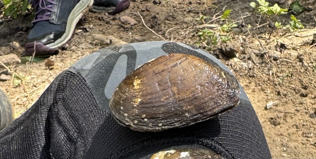 Kidneyshell in April 2025 by kingjenna. Paint rock River · iNaturalist