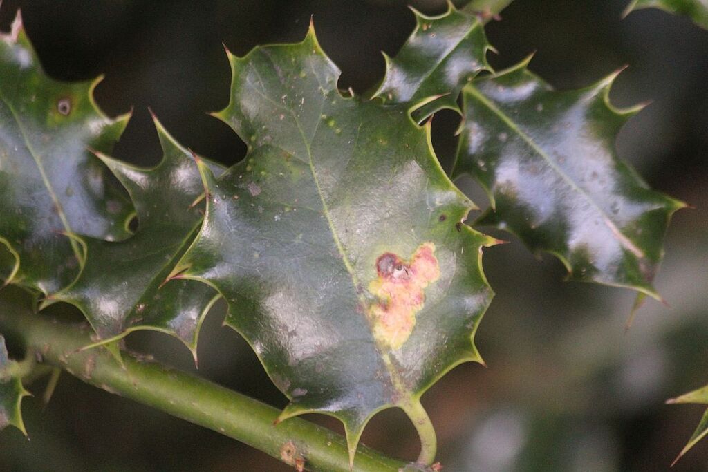 European Holly Leafminer from Netherton, Dudley, UK on April 25, 2025 ...