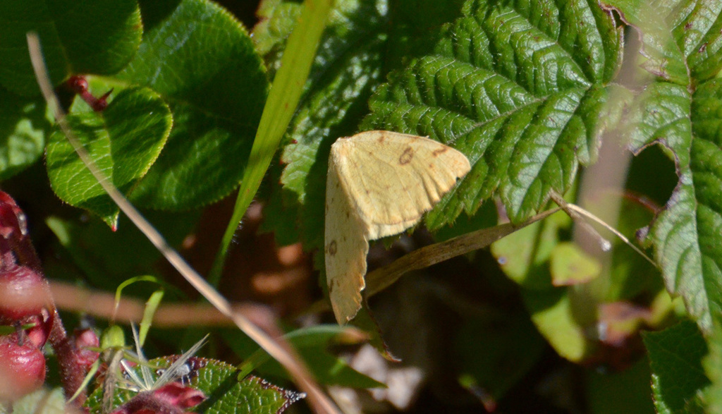 Sulphur Moth from Mt Hebo on August 23, 2019 at 01:57 PM by Mike ...