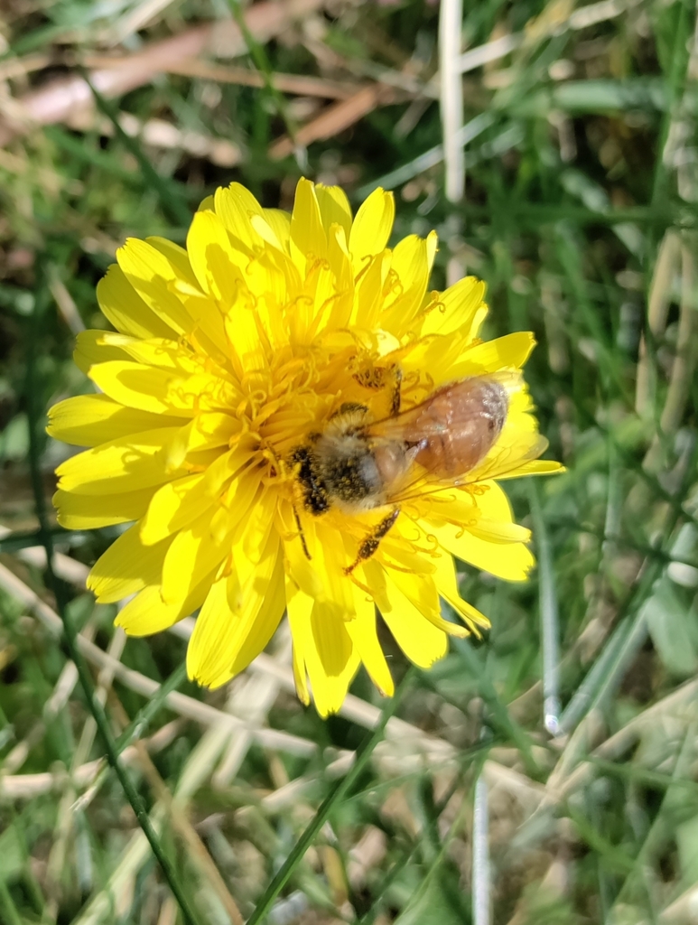 Western Honey Bee from Holman Rd NW & 13th Ave NW, Seattle, WA 98117 ...