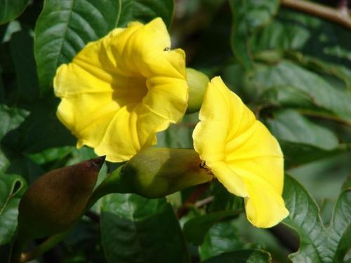 Brazilian Jalap (Distimake tuberosus)