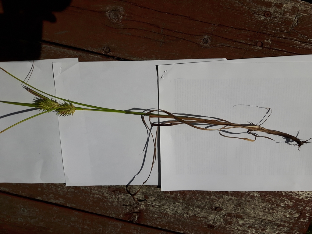 hop sedge from Frontenac, CA-ON, CA on August 24, 2019 at 11:25 AM by ...