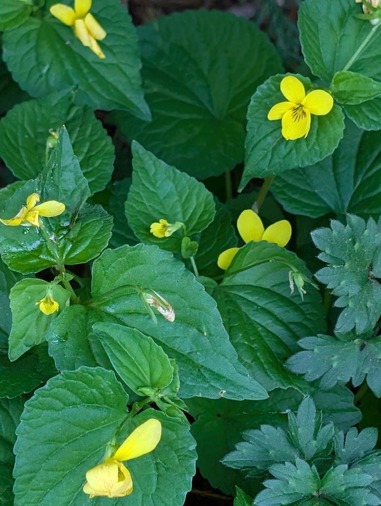 stream violet from H.B. Fuller Company Park, 13712 NW 2nd Ave, Vancouver, WA 98685, USA on April ...