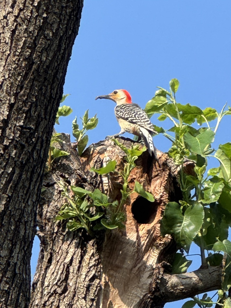 Red-bellied Woodpecker from Shawnee Trail, Carrollton, TX, US on April ...