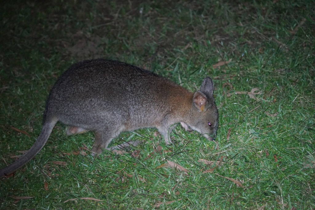 Red-necked Pademelon from Springbrook QLD 4213, Australia on April 22 ...
