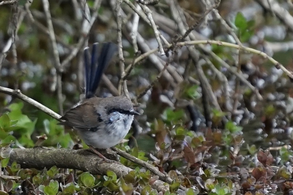 Superb Fairywren from Springbrook QLD 4213, Australia on April 23, 2025 ...
