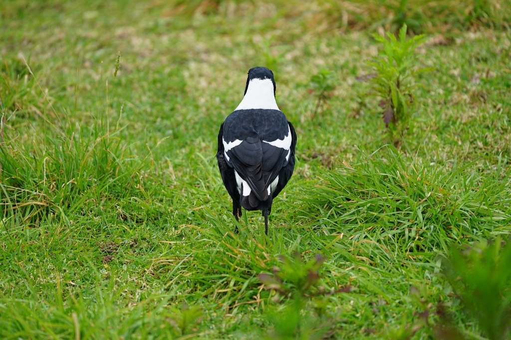 Australian Magpie from Springbrook QLD 4213, Australia on April 23 ...