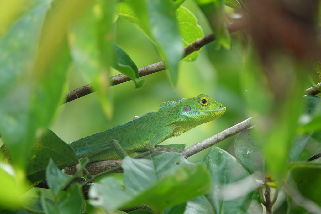 Green Crested Lizard from Central Halmahera Regency, North Maluku ...