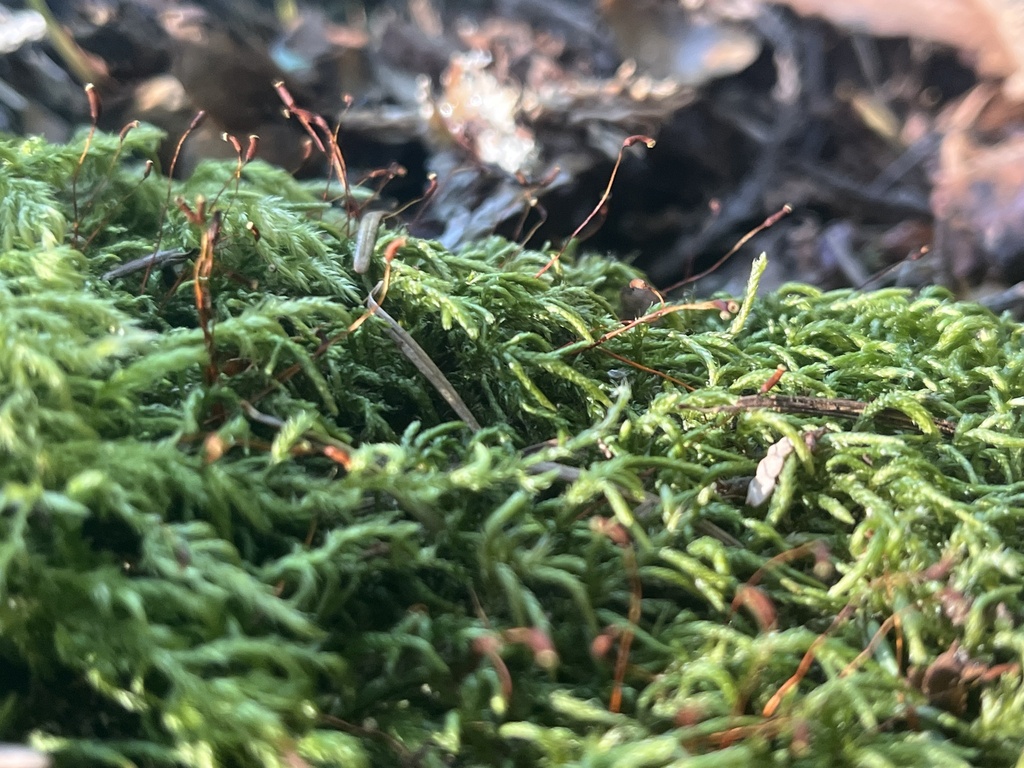 Mouse-tail Moss from Virago Cres, Colwood, BC, CA on April 25, 2025 at ...