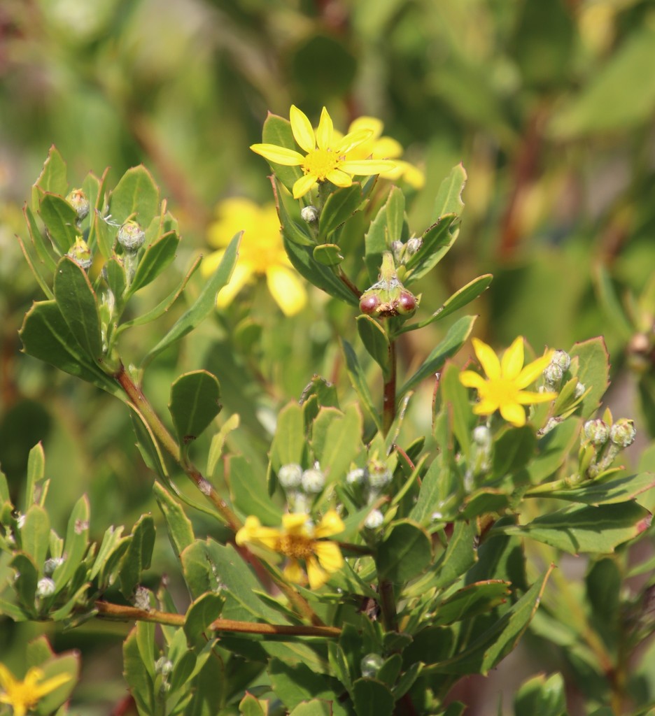 Bietou (Locally Indigenous Plant Species for Knysna & Surrounds ...