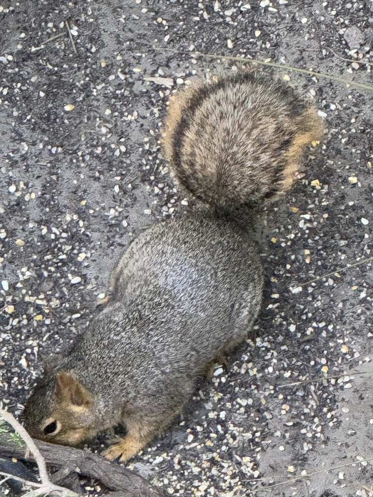 Tree Squirrels in April 2025 by Brook · iNaturalist