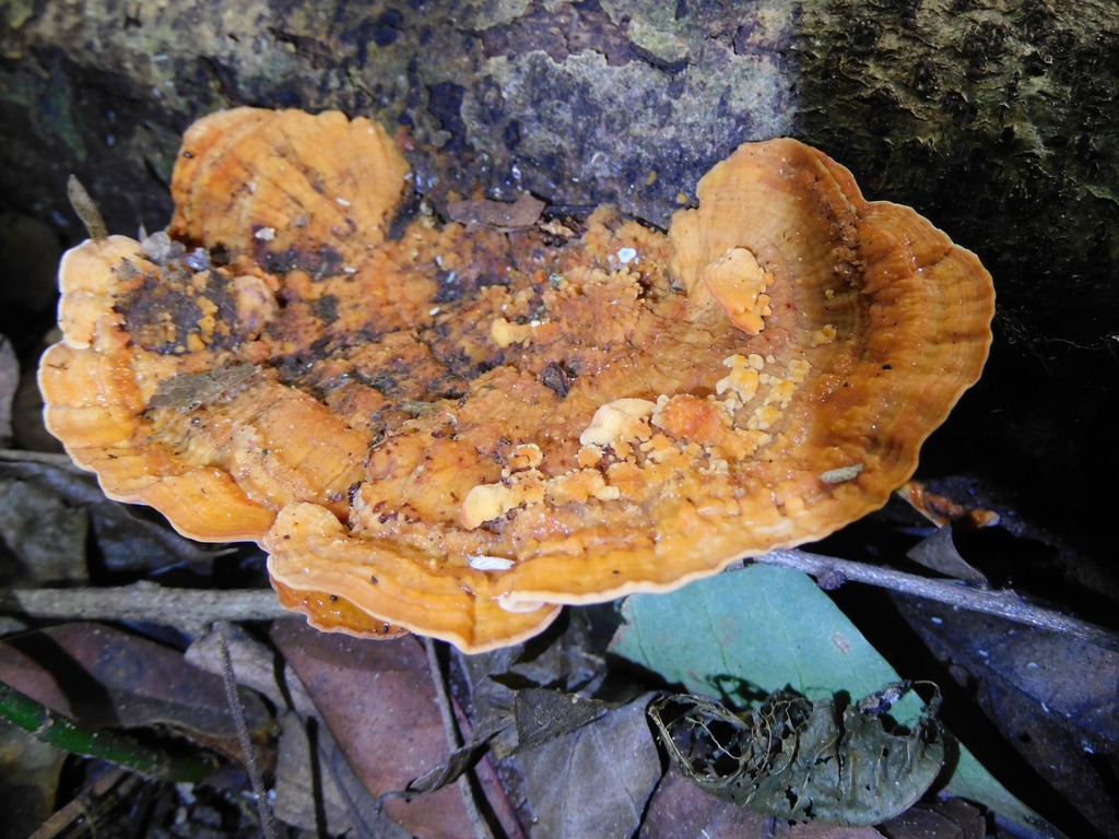 Meripilus lineatus from Butantã, São Paulo - SP, Brasil on April 25 ...