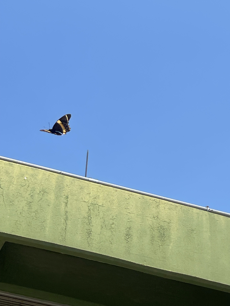 Magnificent Swallowtail from Ecatepec de Morelos, Edo. Méx., MX on ...