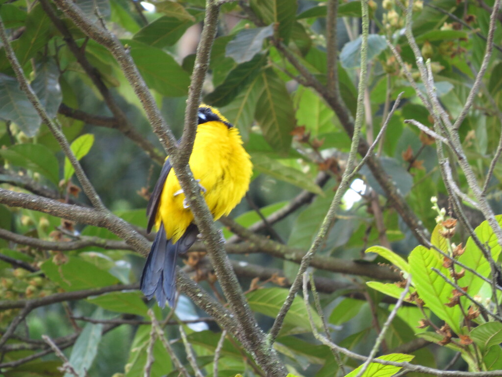 Yellow-backed Oriole from Engativá, Bogotá, Colombia on April 15, 2025 ...