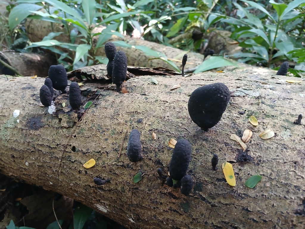 Xylaria from Akaoa Tapere, Arorangi, Cook Islands on April 25, 2025 at ...