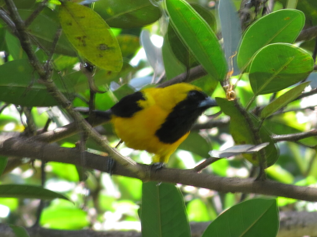 Yellow-backed Oriole from Suba, Bogotá, Colombia on April 16, 2025 at ...