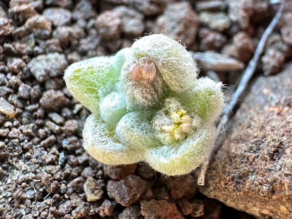 woolly bonnets in April 2025 by jareddodson · iNaturalist