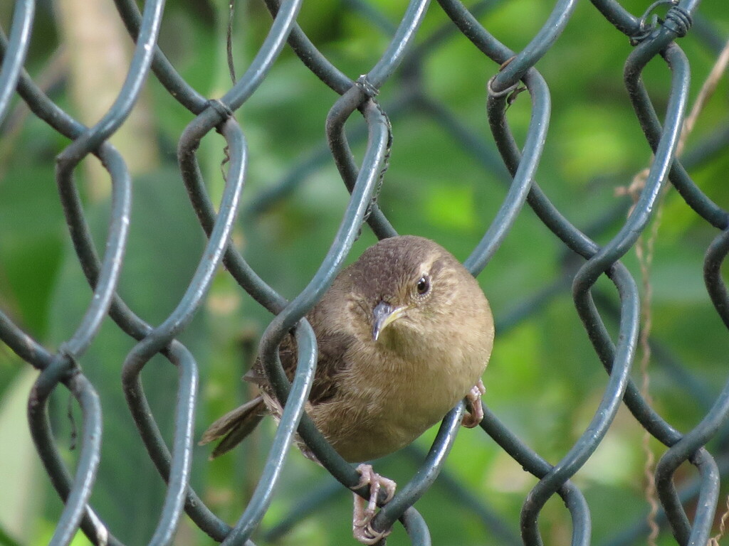 Southern House Wren from El Ferrol, Teusaquillo, Bogotá, Bogota ...