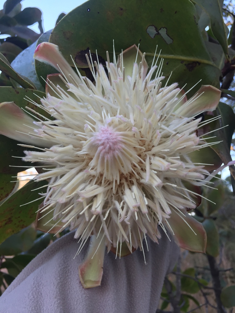 White Tree Woodland Sugarbush from Lavushi Manda National Park, Mbala ...