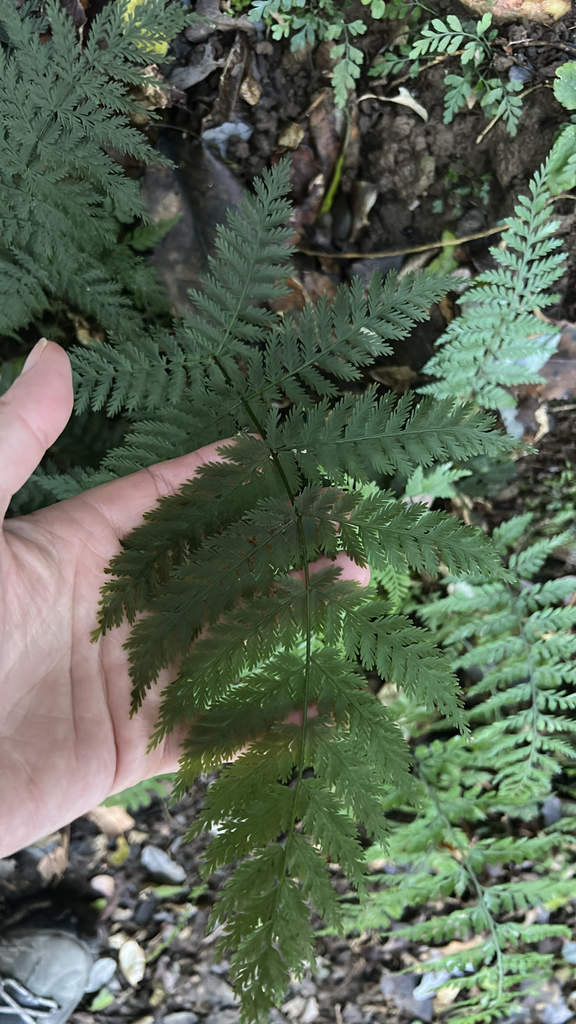 Crepe fern from Tai Tapu, Canterbury, NZ on April 26, 2025 at 09:00 AM ...