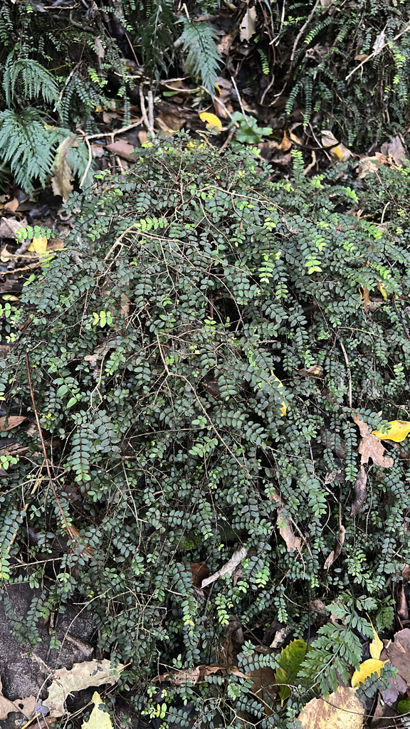 white climbing rātā from Summit Rd, Tai Tapu, Canterbury, NZ on April ...