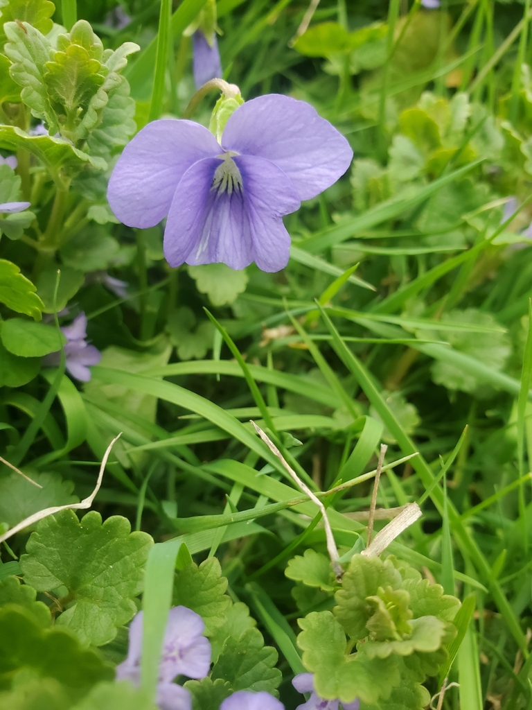 common blue violet from Ithaca, NY, USA on April 25, 2025 at 05:53 PM ...