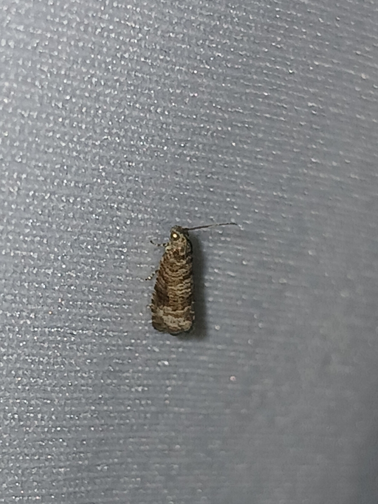 Cherry Fruitworm Moth from Norman, OK 73071, USA on April 25, 2025 at ...