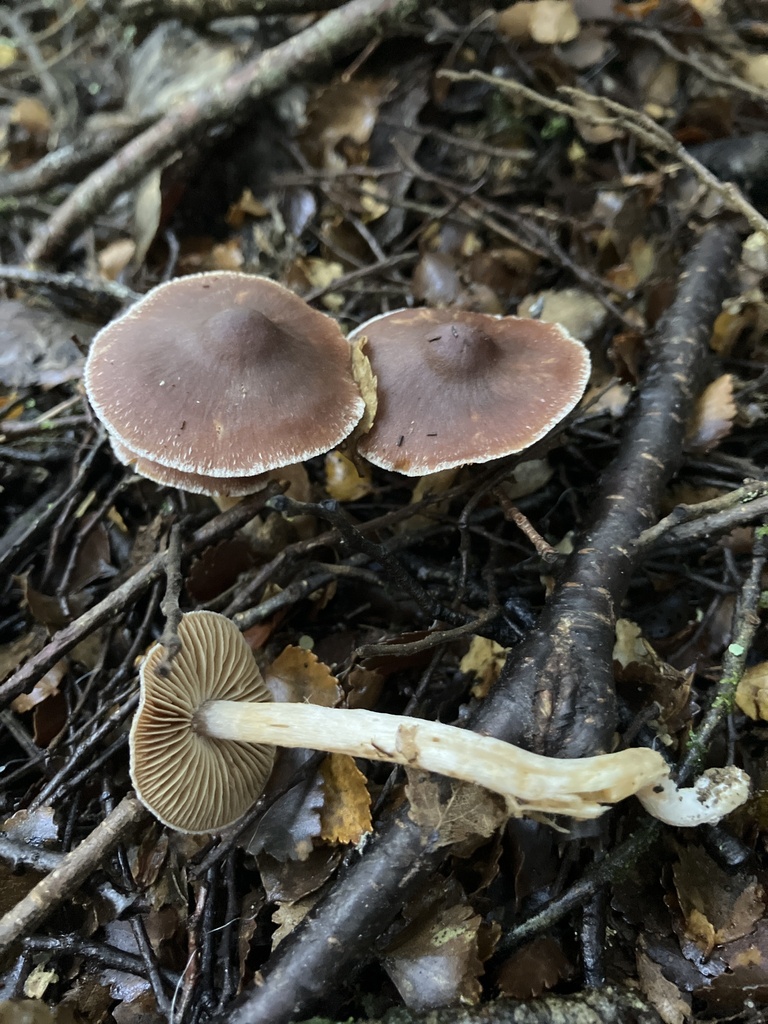 Cortinarius sect. Obtusi from Conservation Area - Gabriels Gully "Bush ...