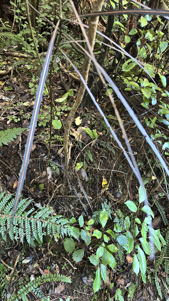 Lancewood from Tai Tapu, Canterbury, NZ on April 26, 2025 at 12:58 PM ...