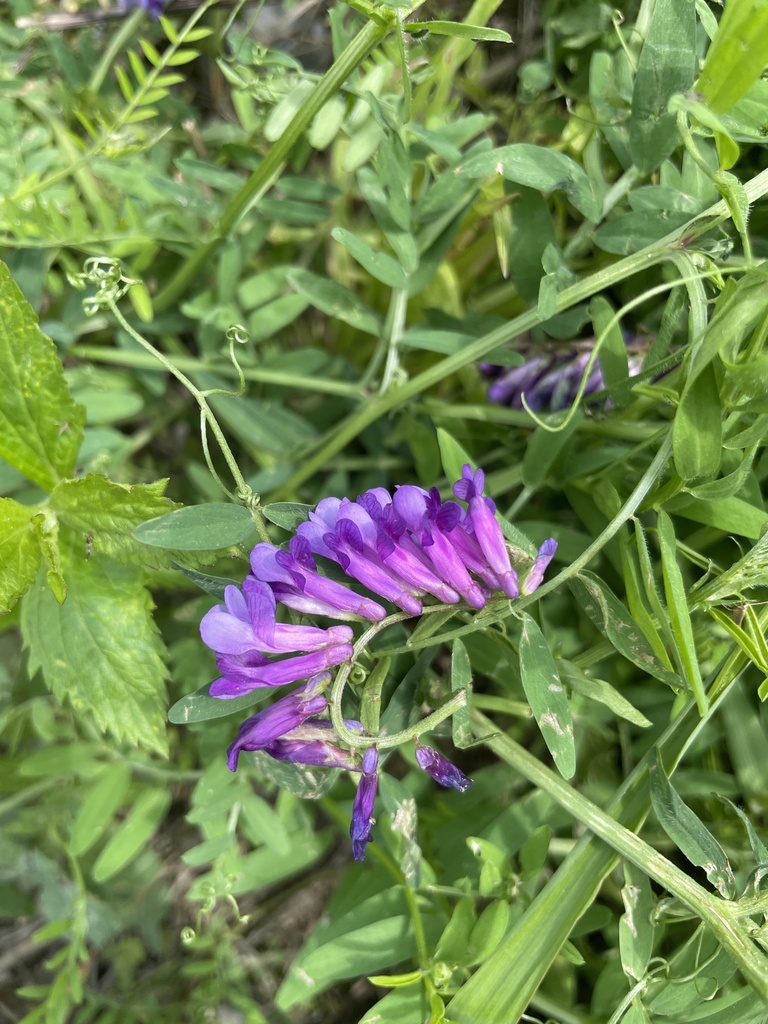 hairy vetch from 本州, 世田谷区, 東京都, JP on April 26, 2025 at 11:31 AM by ...