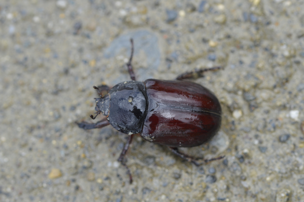 Heterogomphus bourcieri from Loja, Ecuador on April 25, 2025 at 10:15 ...