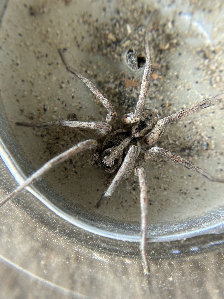 Variable Wolf Spider from Murray St, Eden Valley, SA, AU on April 26 ...
