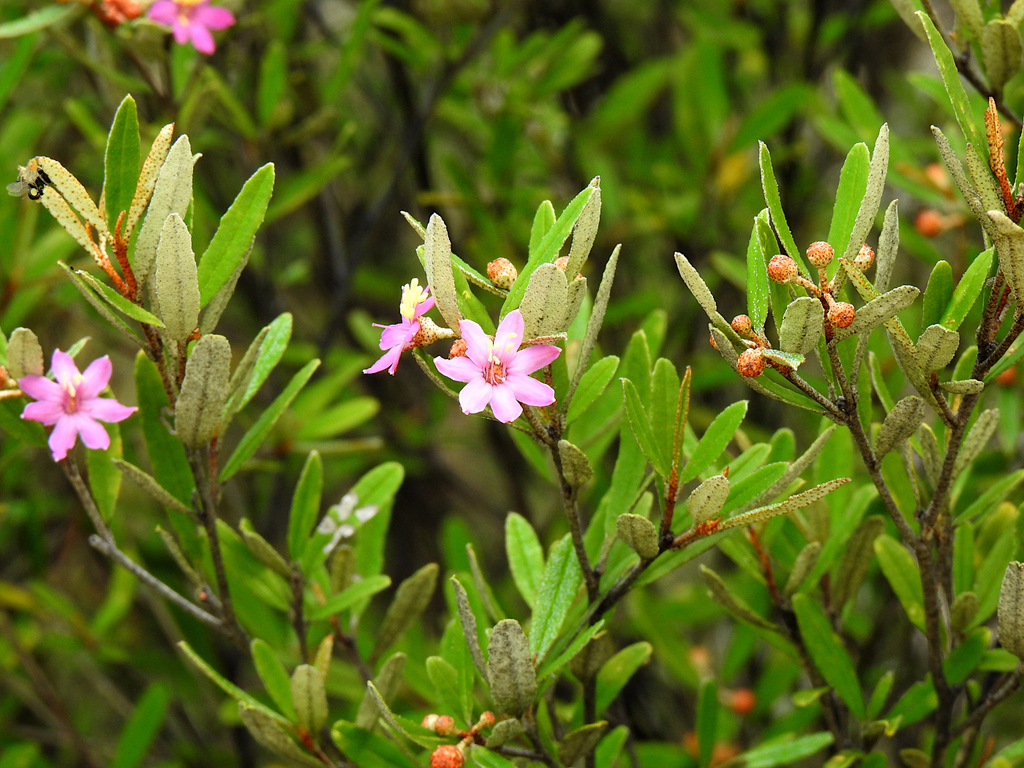 Phebalium nottii from Isla Gorge Rd, Isla QLD 4719, Australia on April ...