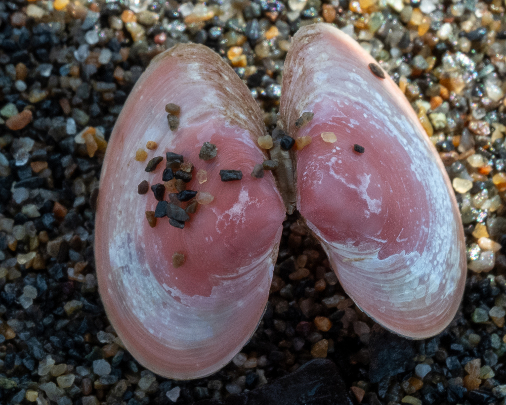 Macoma from Richmond, BC, Canada on April 25, 2025 at 12:30 PM by Alan ...