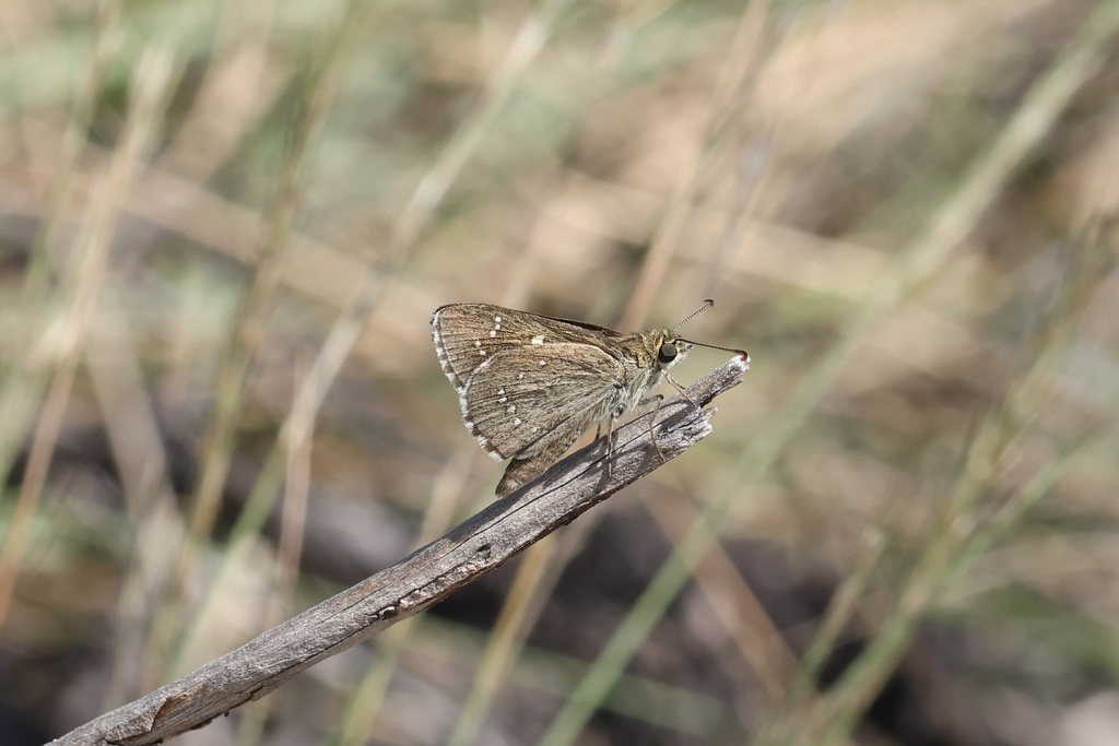Spinifex Sand-skipper from Isla Gorge National Park, Isla, QLD, AU on ...