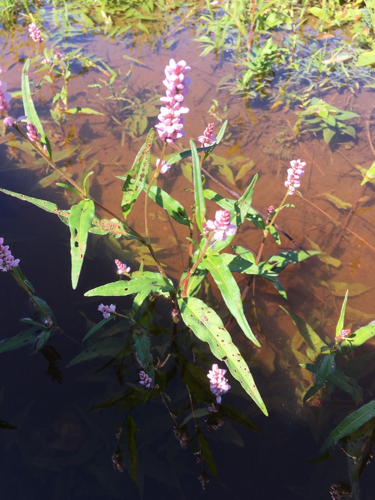 pinkweed from Aroostook County, US-ME, US on August 20, 2019 at 01:50 ...