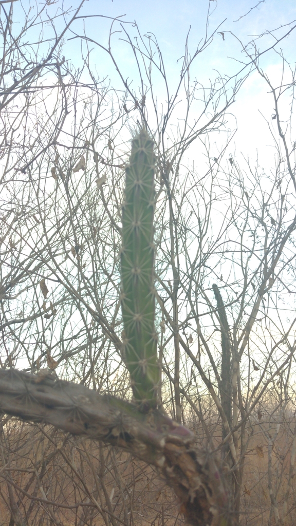 Octopus Cactus in April 2025 by David Lara · iNaturalist