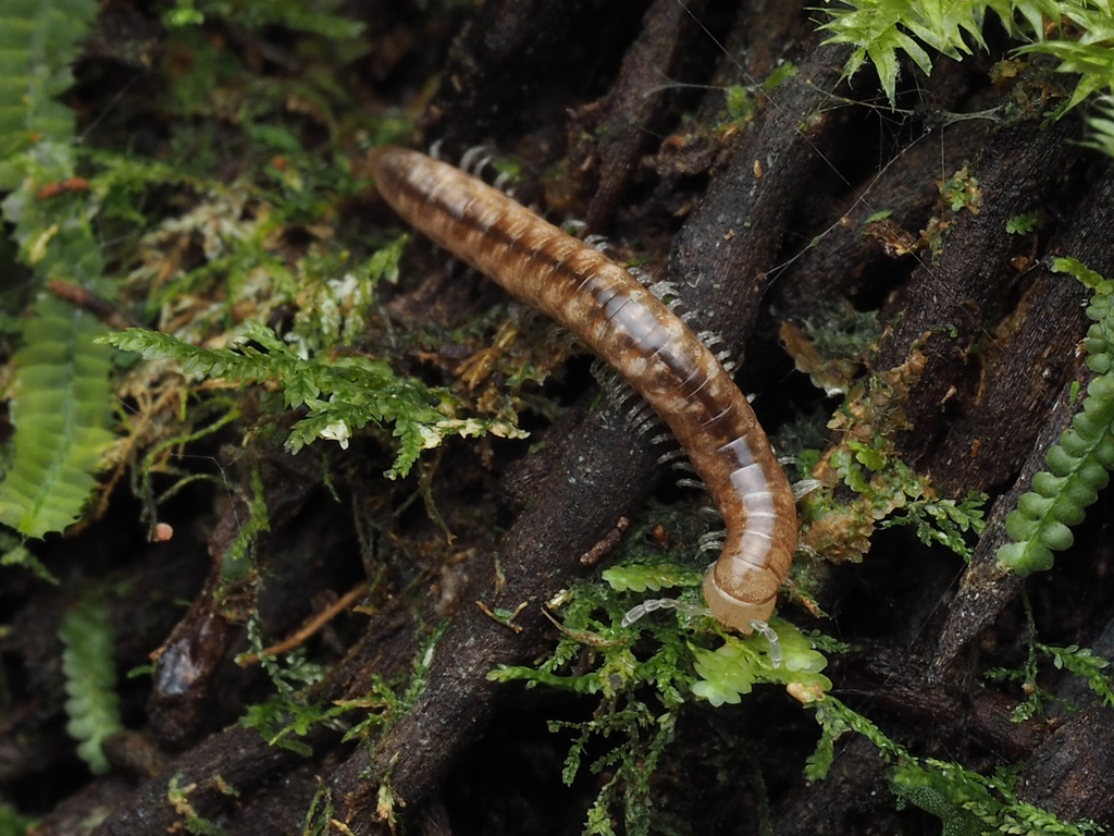 Eugnatha from Oropi 3173, New Zealand on April 25, 2025 at 04:36 PM by ...