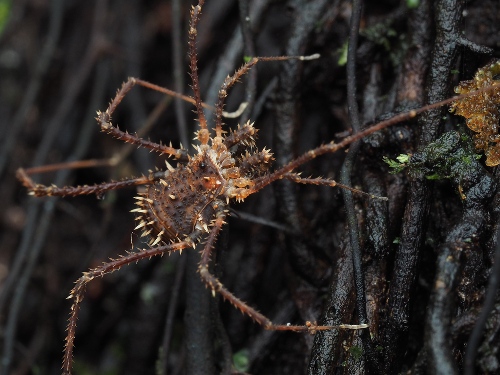 Triregia fairburni grata from Oropi 3173, New Zealand on April 25, 2025 ...