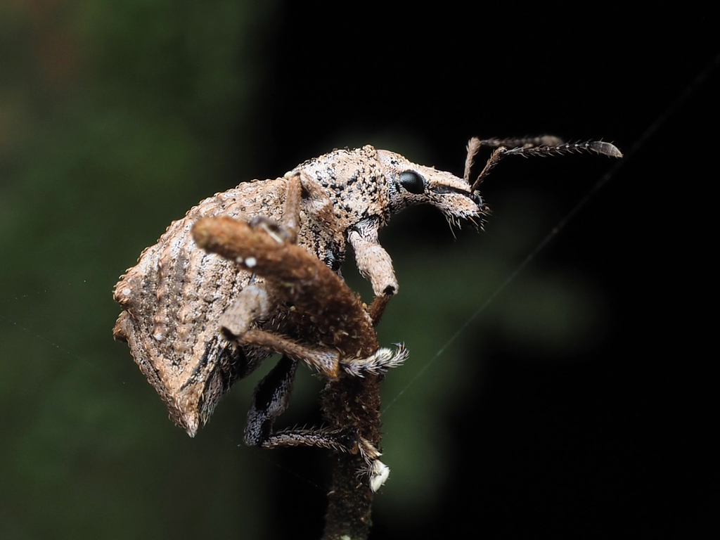 Catoptes binodis from Oropi 3173, New Zealand on April 25, 2025 at 04: ...