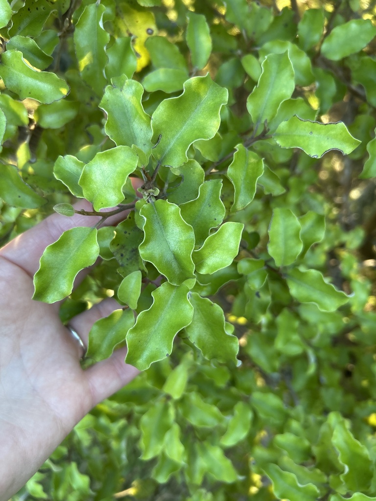 Akiraho from South Island / Te Waipounamu, Christchurch, Canterbury, NZ ...