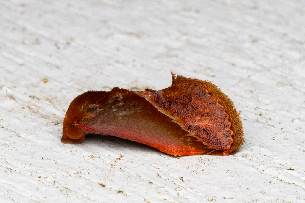 Arsacia rectalis from MCM Nature Discovery Villa (Stephen's Place ...