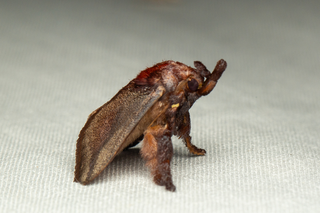 Hyphorma from MCM Nature Discovery Villa (Stephen's Place), Fraser's ...