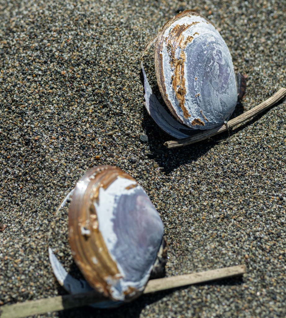 Purple Mahogany Clam from Richmond, BC, Canada on April 25, 2025 at 01: ...