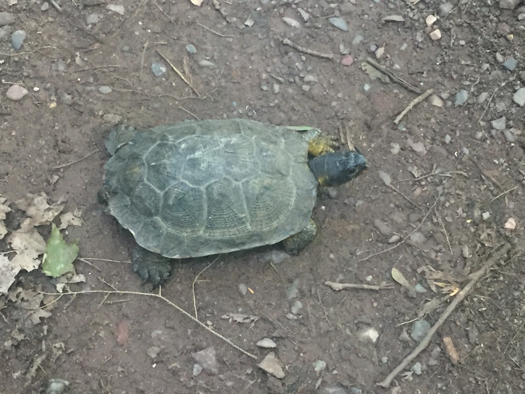 Wood Turtle in July 2017 by Ethan Rose · iNaturalist