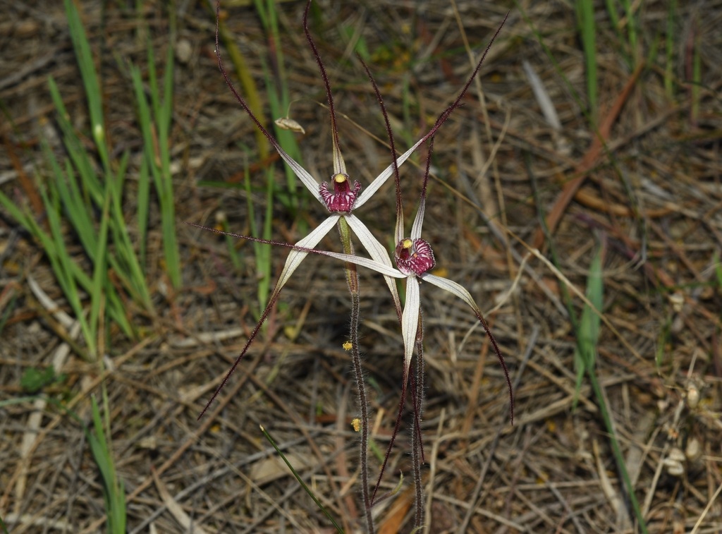 Caladenia in September 2019 by Stephen Buckle. Cream Spider x Purple ...
