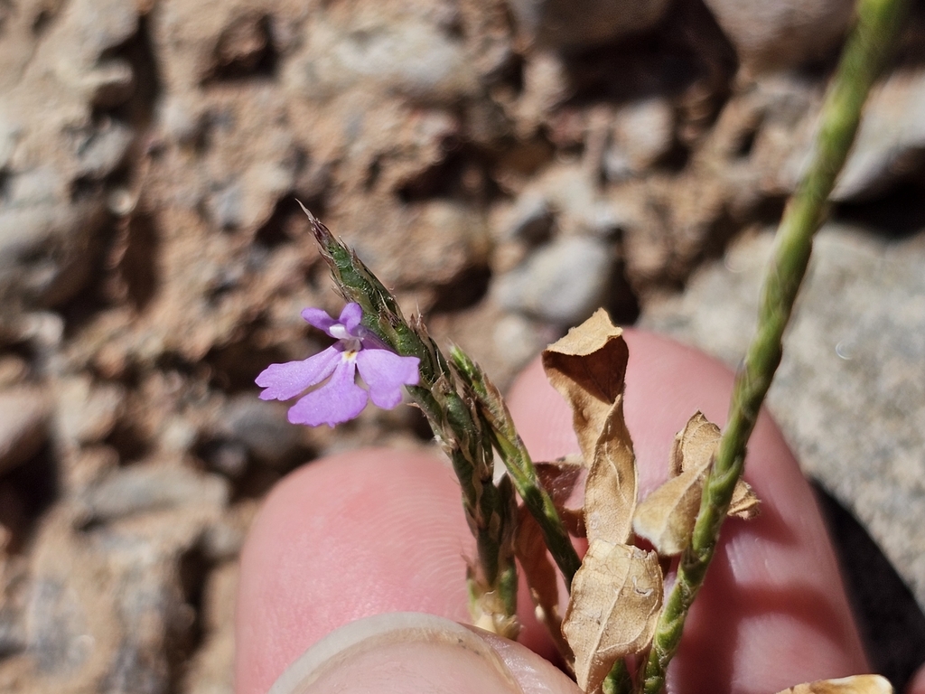 purple scalystem from Loreto, MX-BS, MX on April 25, 2025 at 11:04 AM ...