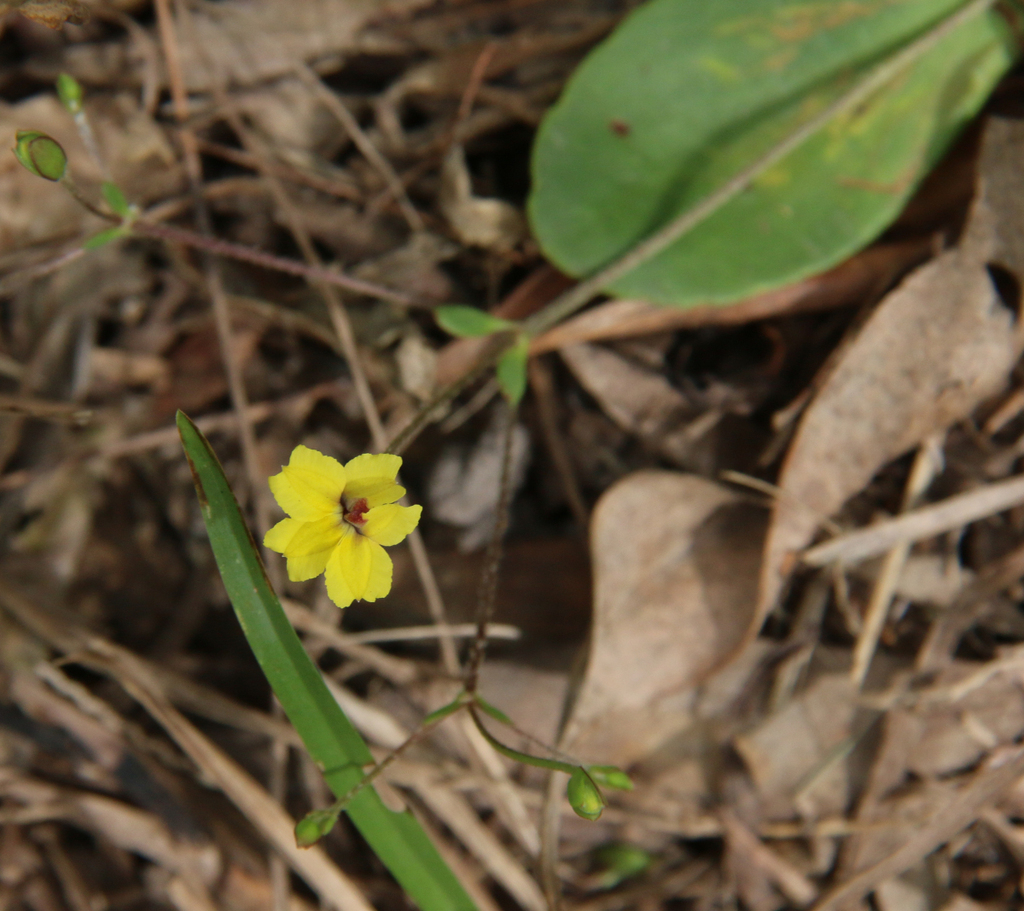 goodenias from Elanda Point, Como QLD 4571, Australia on March 31, 2015 ...