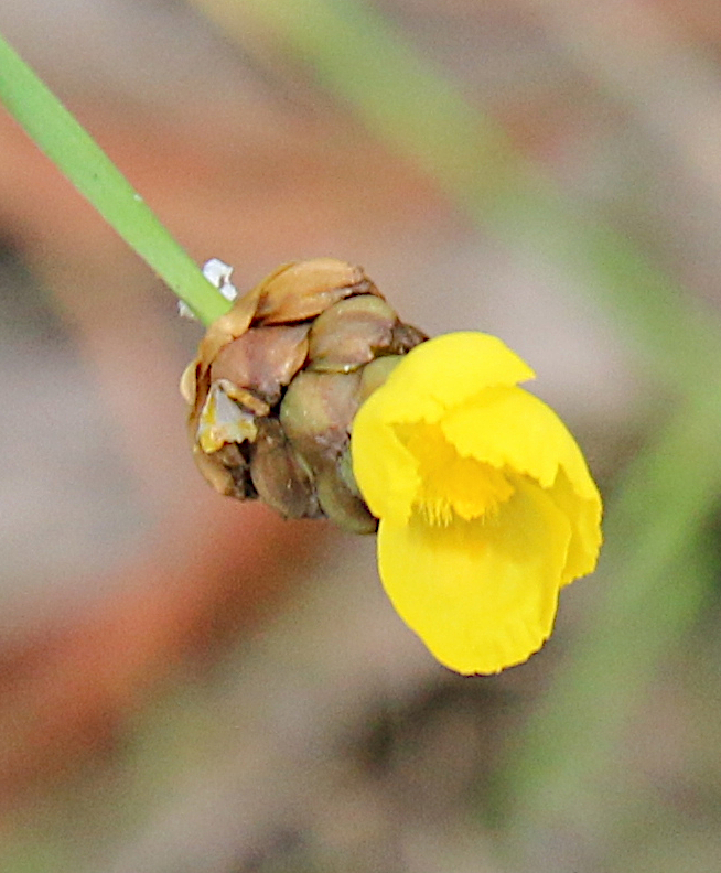 yellow-eyed grasses from Elanda Point, Como QLD 4571, Australia on ...