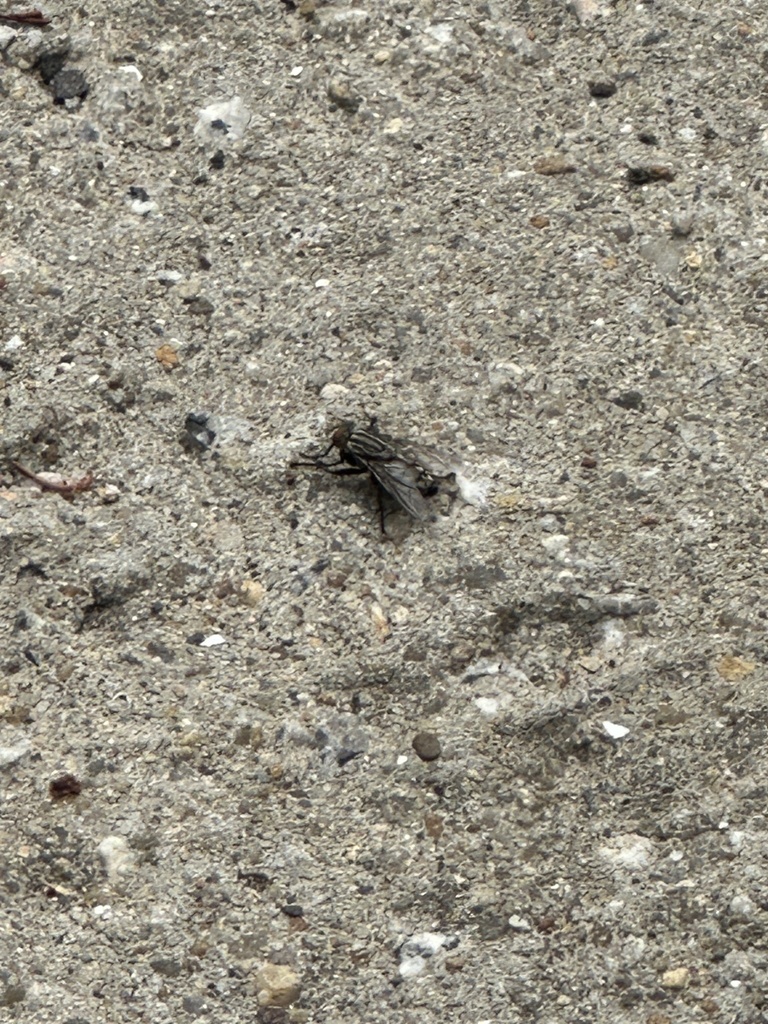 Calyptrate Flies from Dangzai Dao, 氹仔, MO on April 26, 2025 at 02:20 PM ...